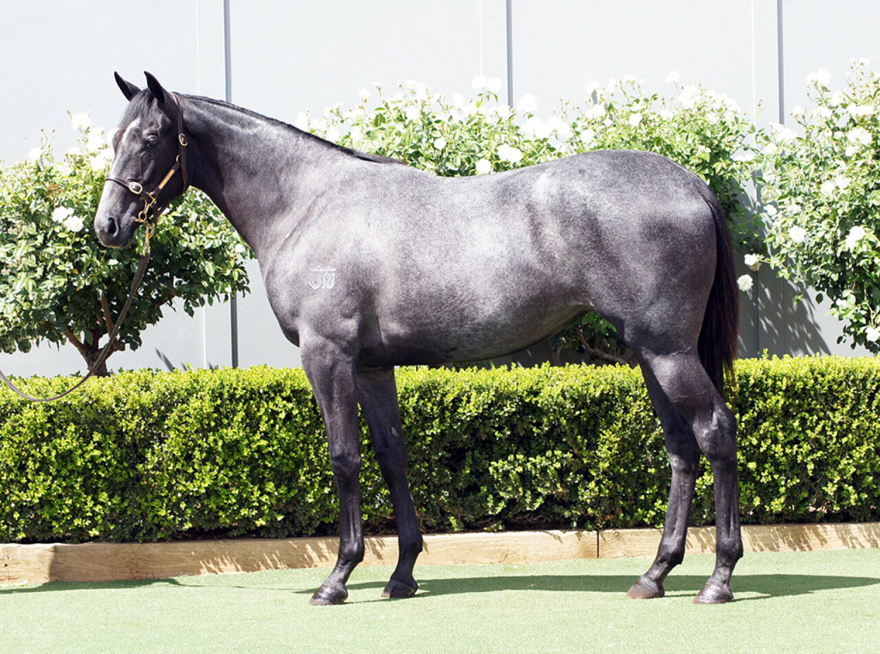 Silver Realm - Toward Reward Thoroughbreds
